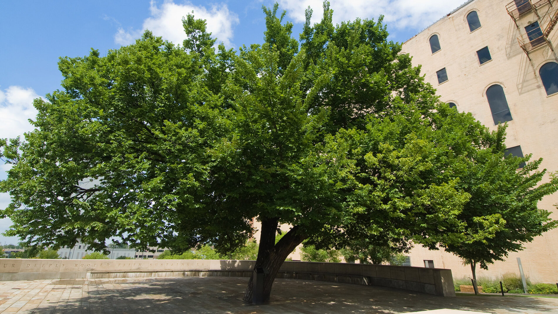 The Survivor Tree – Oklahoma City National Memorial & Museum