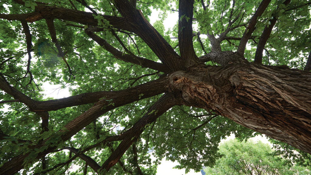 The Survivor Tree – Oklahoma City National Memorial & Museum