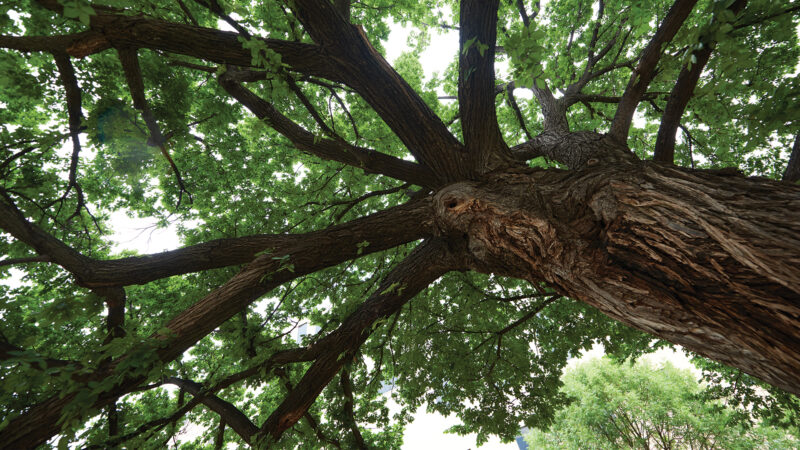 The Survivor Tree – Oklahoma City National Memorial & Museum